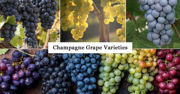 7 Champagne Grape Varieties You Need to Know